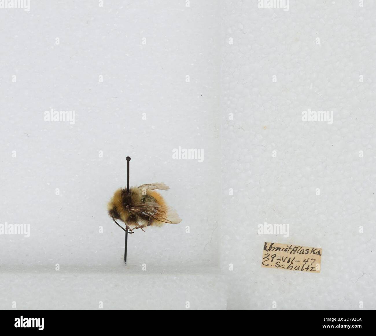 Umiat, North Slope, Alaska, United States, Bombus (Pyrobombus ...
