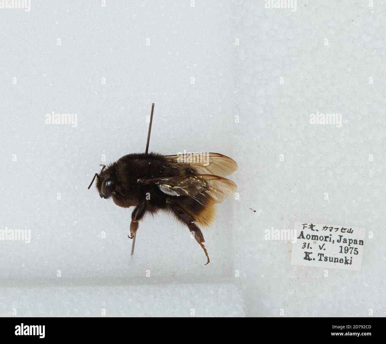 Aomori, Japan, Bombus sp., Animalia, Arthropoda, Insecta, Hymenoptera, Apidae, Apinae Stock ...