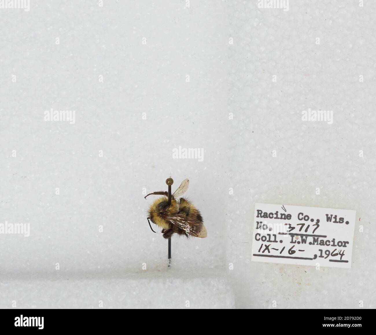 Racine, Wisconsin, United States, Bombus (Bombus) affinis Cresson ...