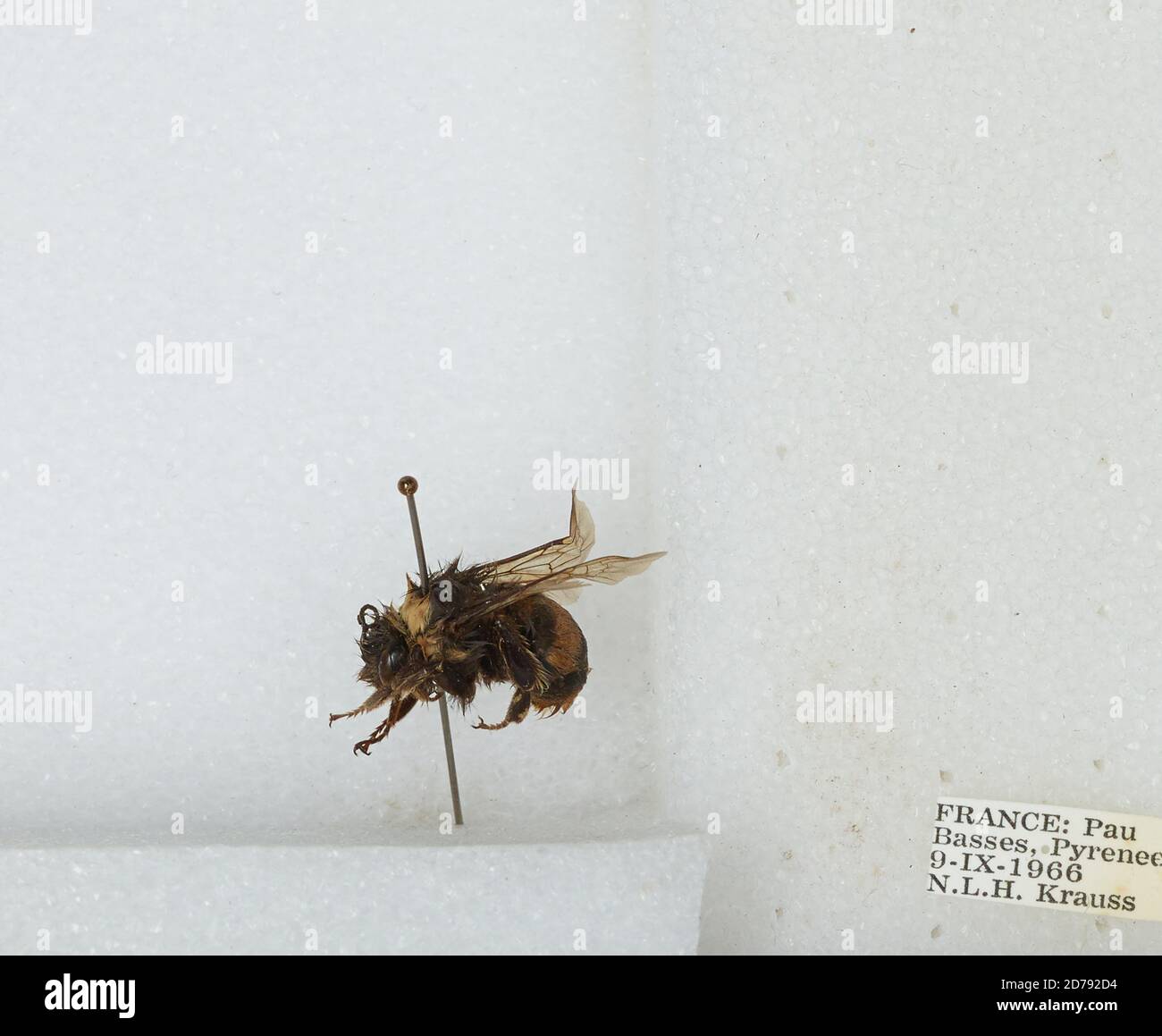 Pau Basses, Aquitaine, France, Bombus sp., Animalia, Arthropoda ...