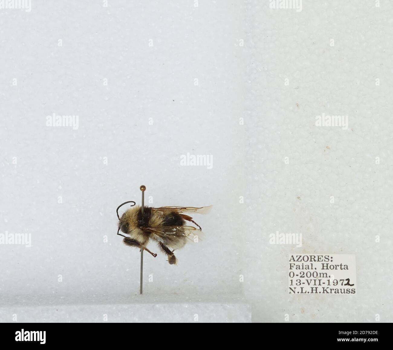 Horta, Faial, Azores, Portugal, Bombus sp., Animalia, Arthropoda ...