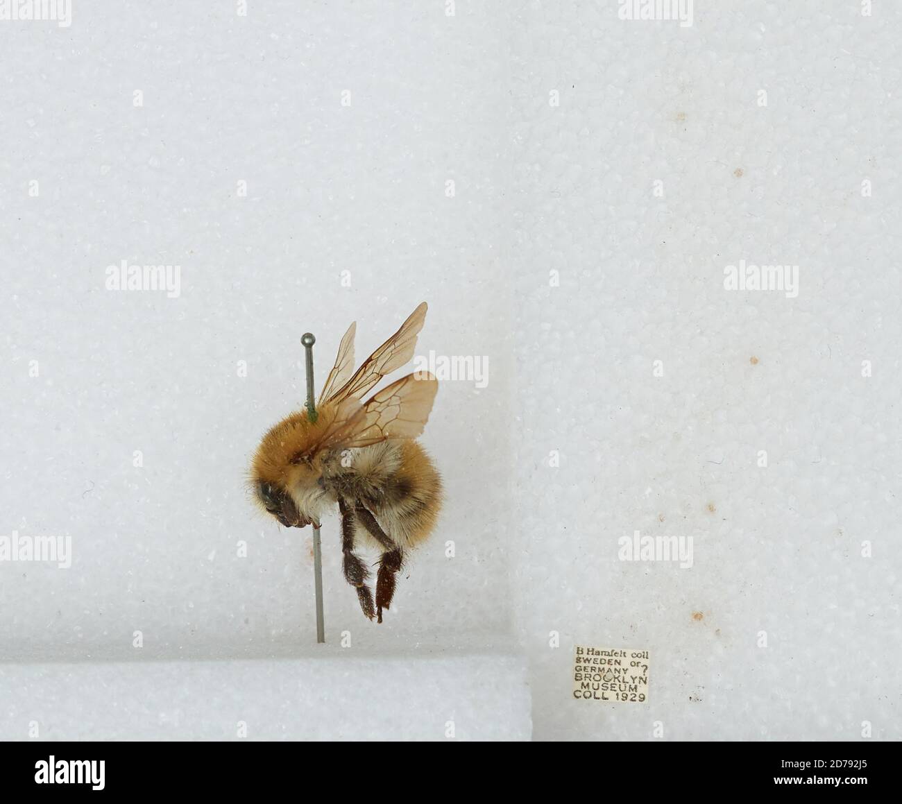 Sweden or Germany, Bombus sp., Animalia, Arthropoda, Insecta ...
