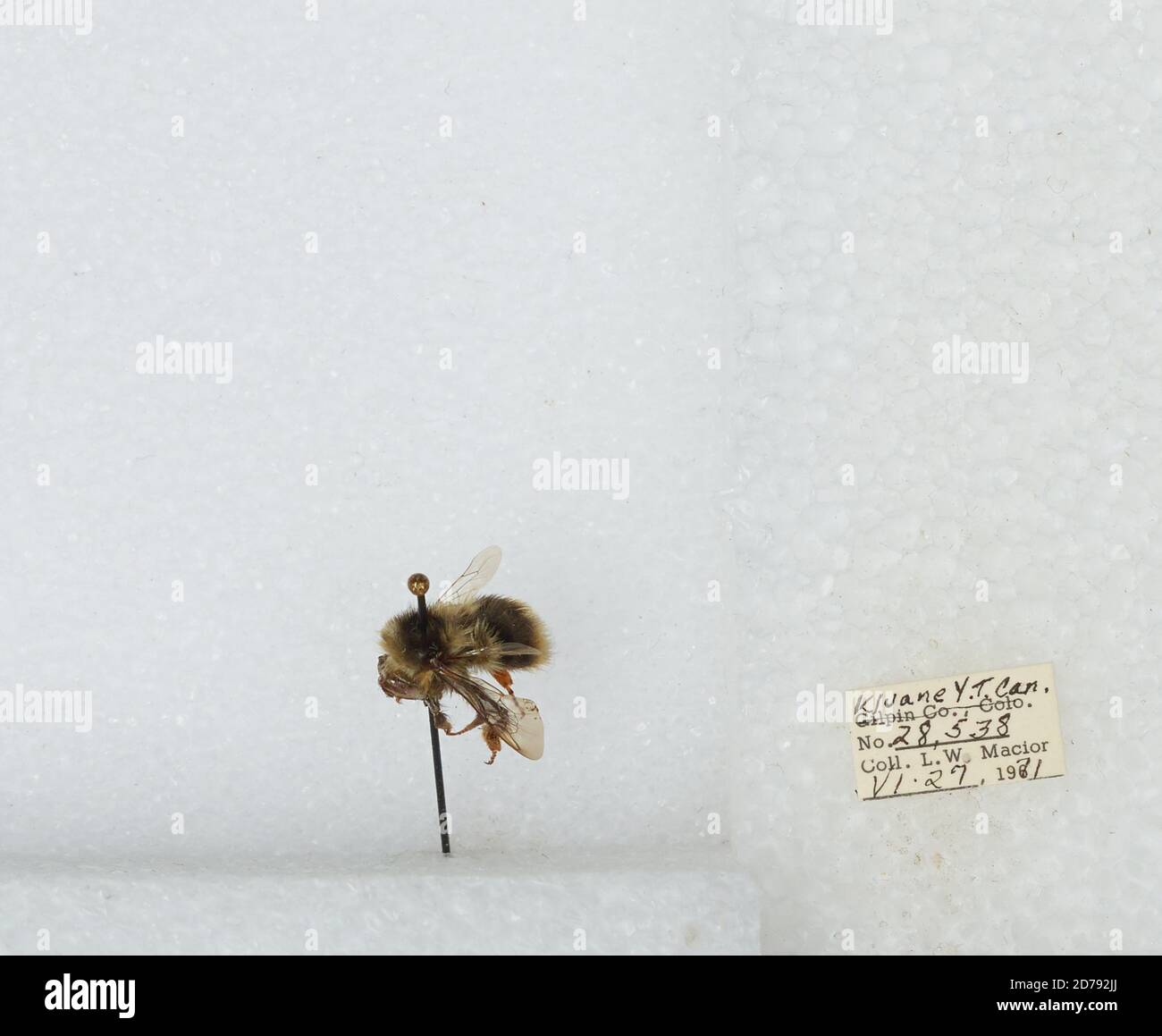 Kluane, Yukon Territory, Canada, Bombus bifarius nearcticus, Animalia ...