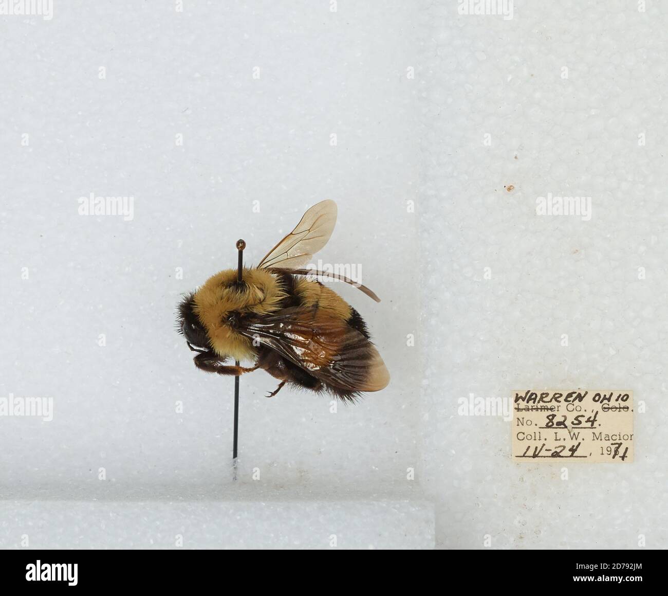 Warren, Ohio, United States, Bombus (Bombus) affinis Cresson, Animalia ...