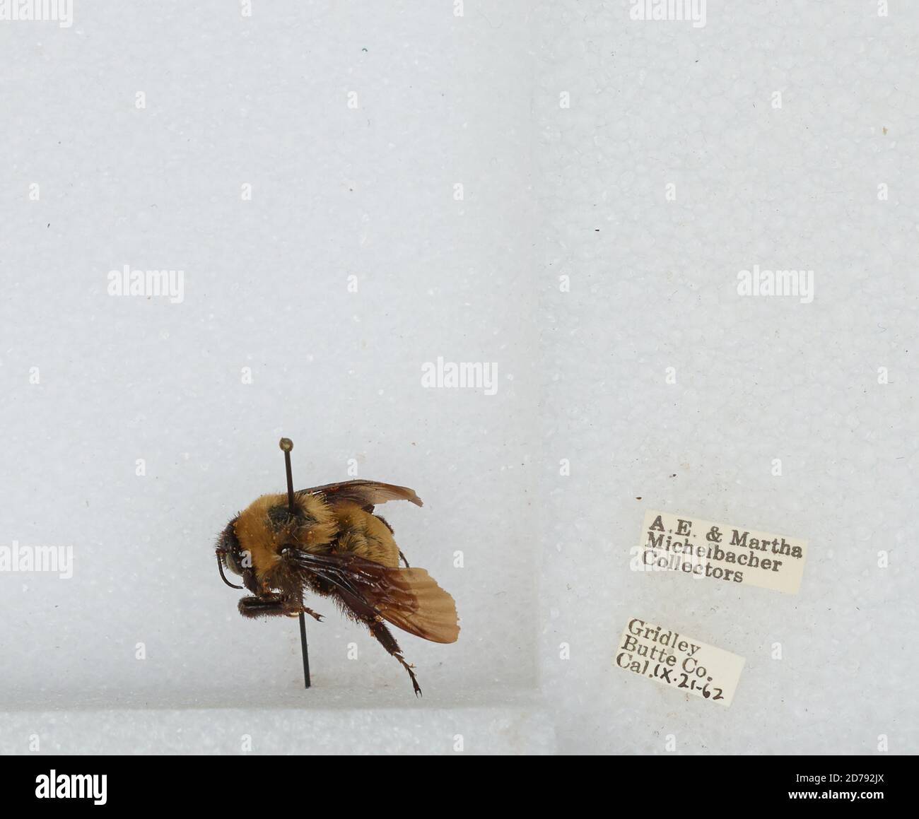 Gridley, Butte, California, United States, Bombus sp., Animalia ...