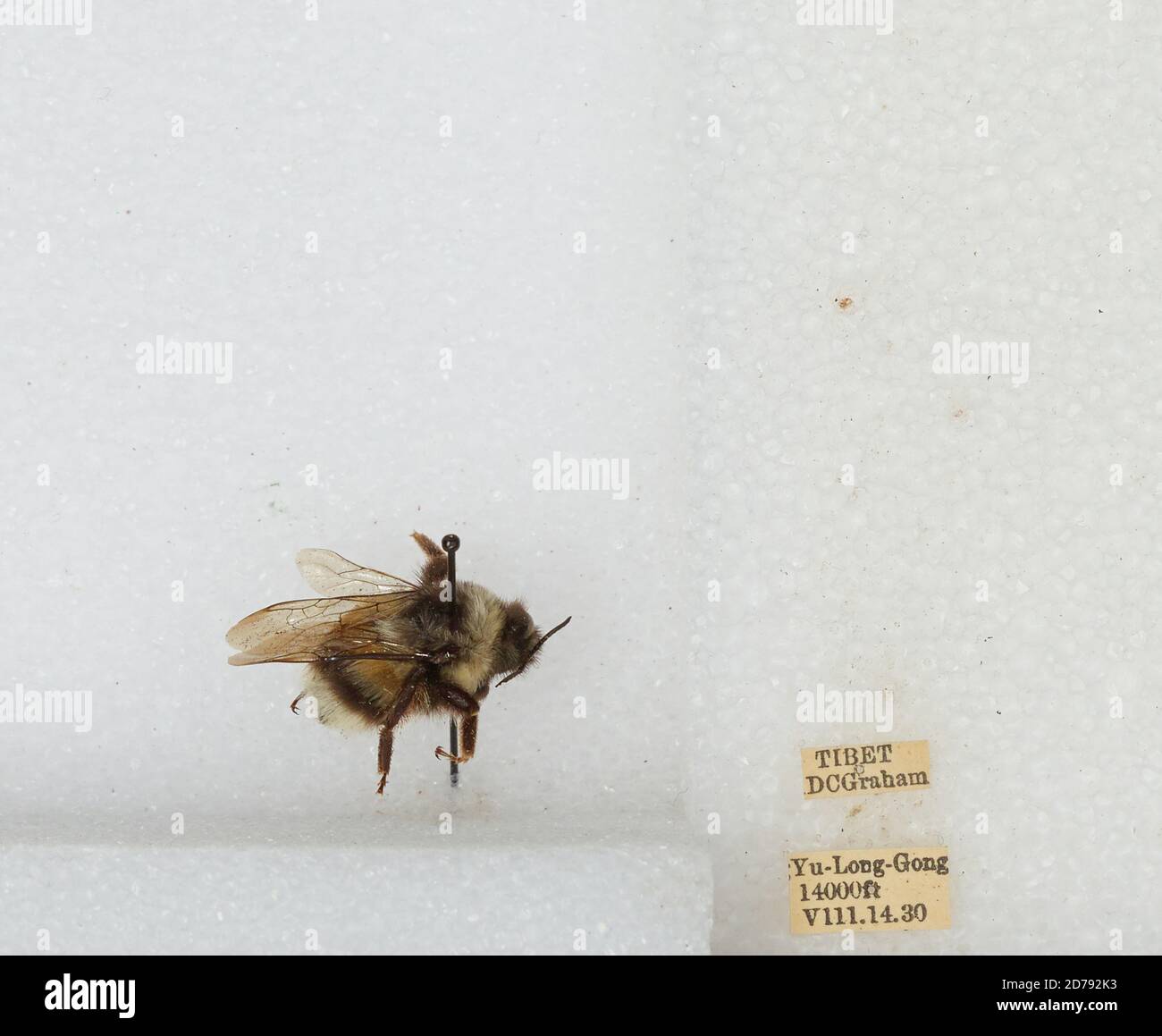 Yu-Long-Gong, Tibet Autonomous Region, China, Bombus sp., Animalia ...