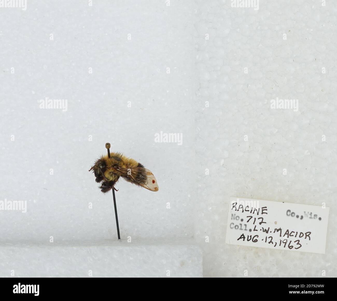 Racine, Wisconsin, United States, Bombus (Bombus) affinis Cresson ...