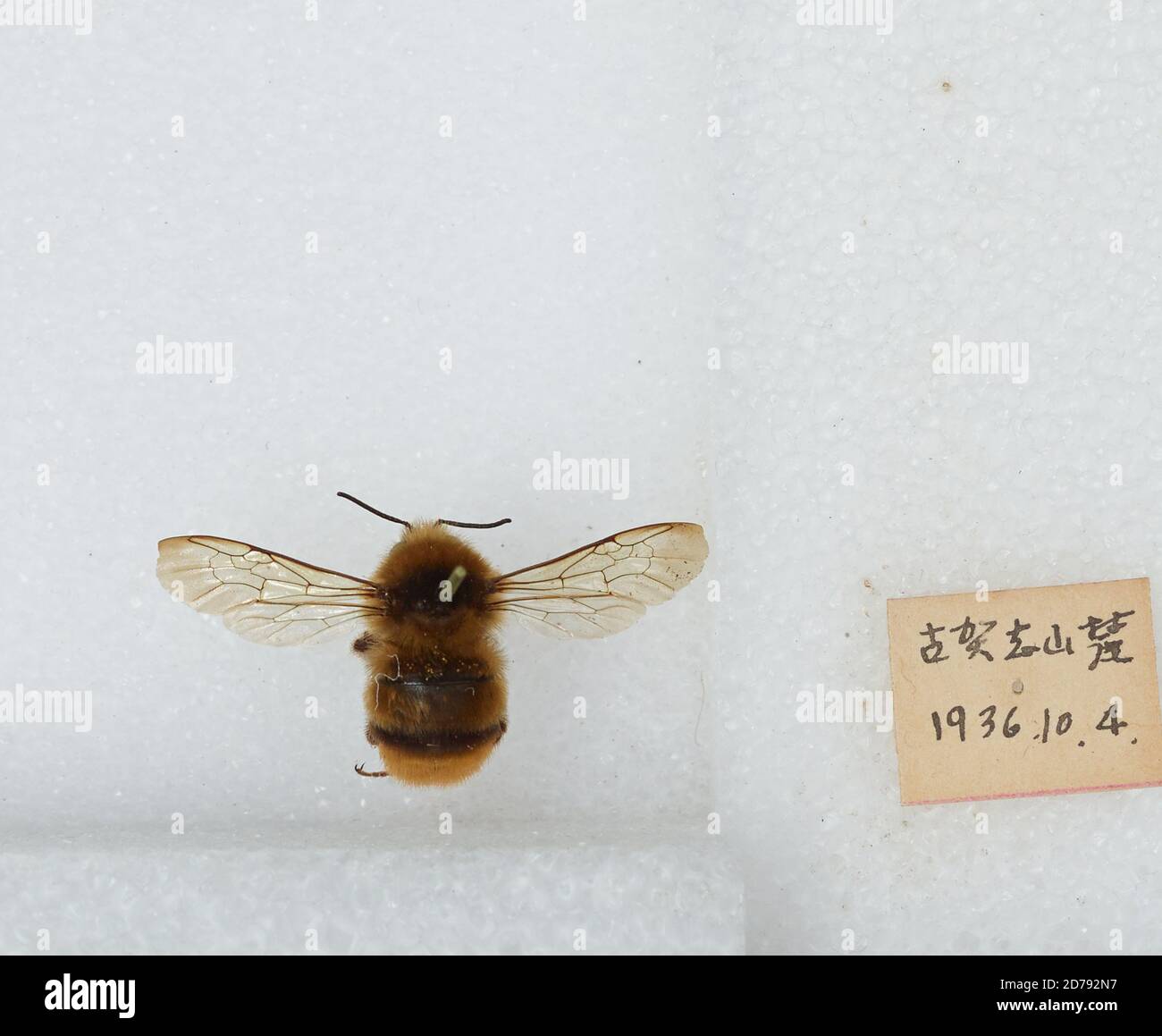 Bombus sp., Animalia, Arthropoda, Insecta, Hymenoptera, Apidae, Apinae ...