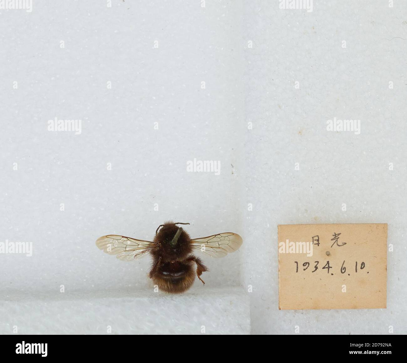 Nikko, Tochigi, Japan, Bombus sp., Animalia, Arthropoda, Insecta ...