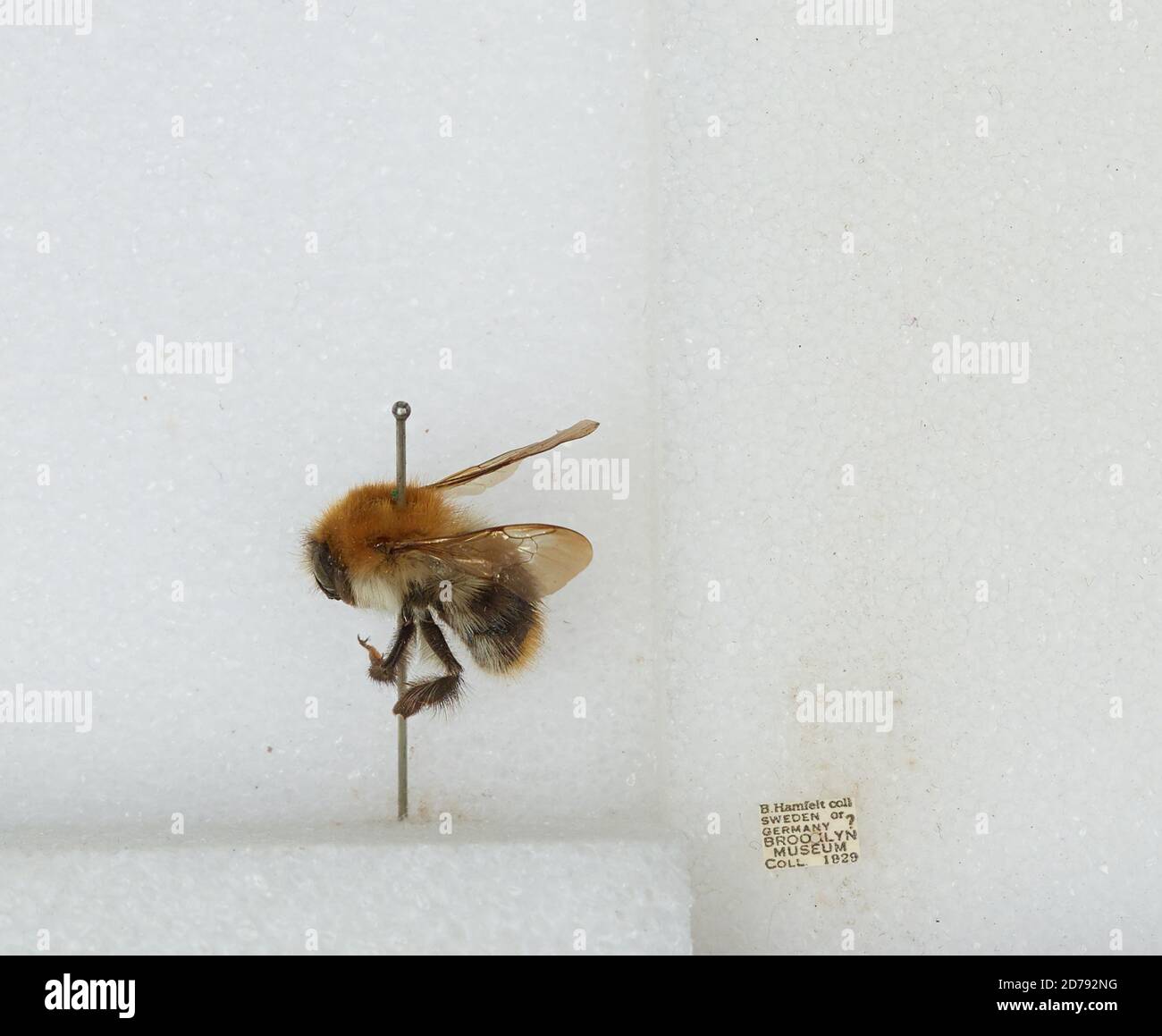 Sweden or Germany, Bombus sp., Animalia, Arthropoda, Insecta ...