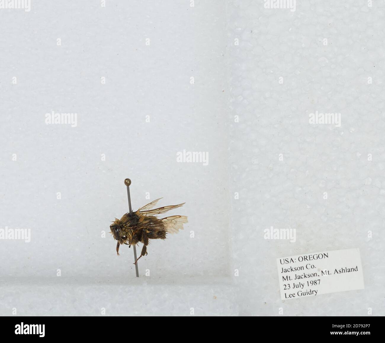 Mount Ashland, Jackson, Oregon, United States, Bombus sp., Animalia ...