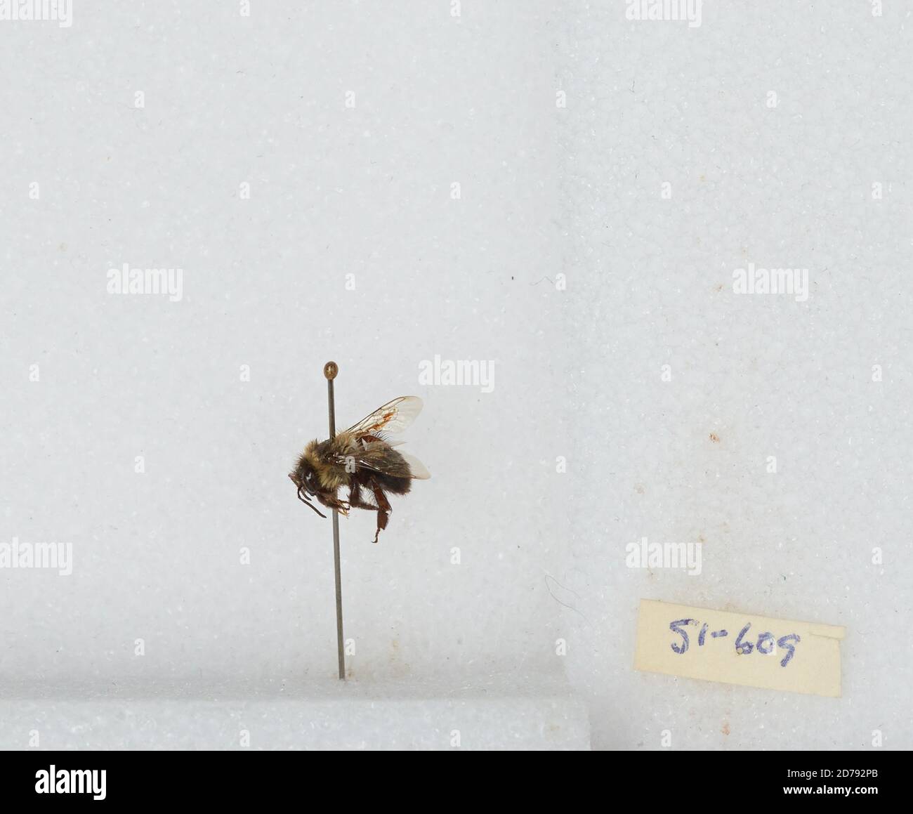 Bombus sp., Animalia, Arthropoda, Insecta, Hymenoptera, Apidae, Apinae ...