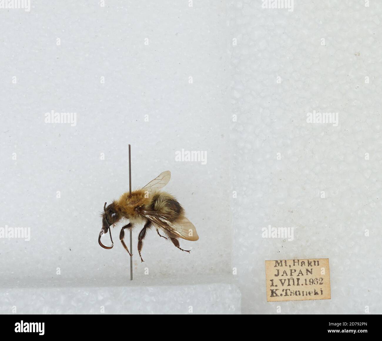 Mount Haku, Ishikawa, Japan, Bombus sp., Animalia, Arthropoda, Insecta ...