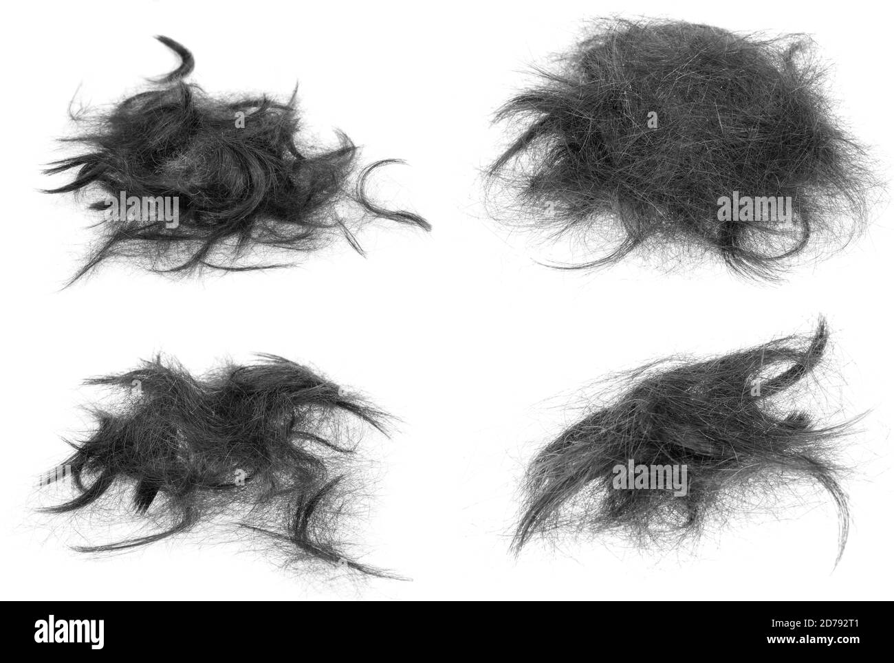 Hair bundle isolated on white background. collage tuft hair close-up ...