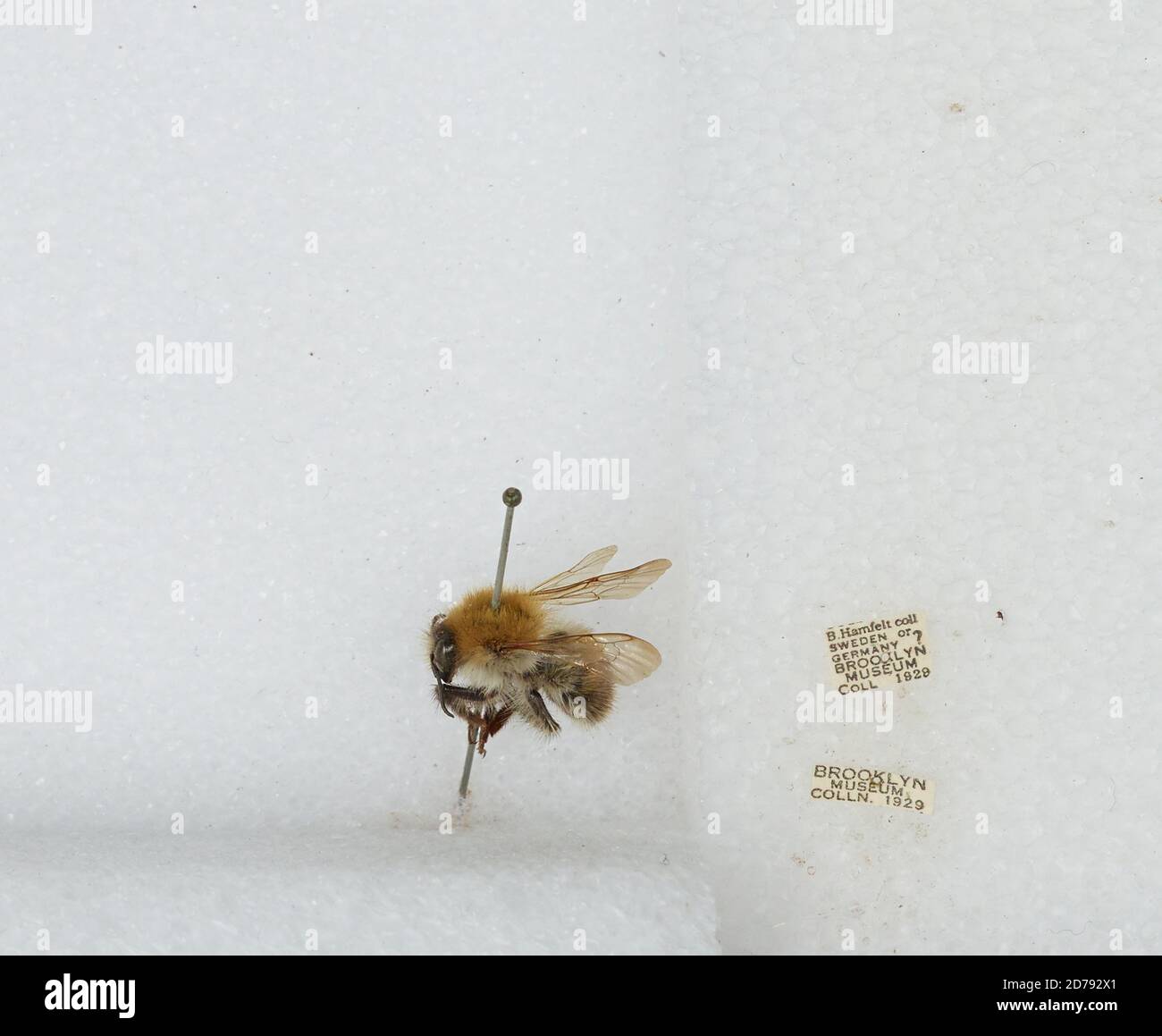 Sweden or Germany, Bombus sp., Animalia, Arthropoda, Insecta ...