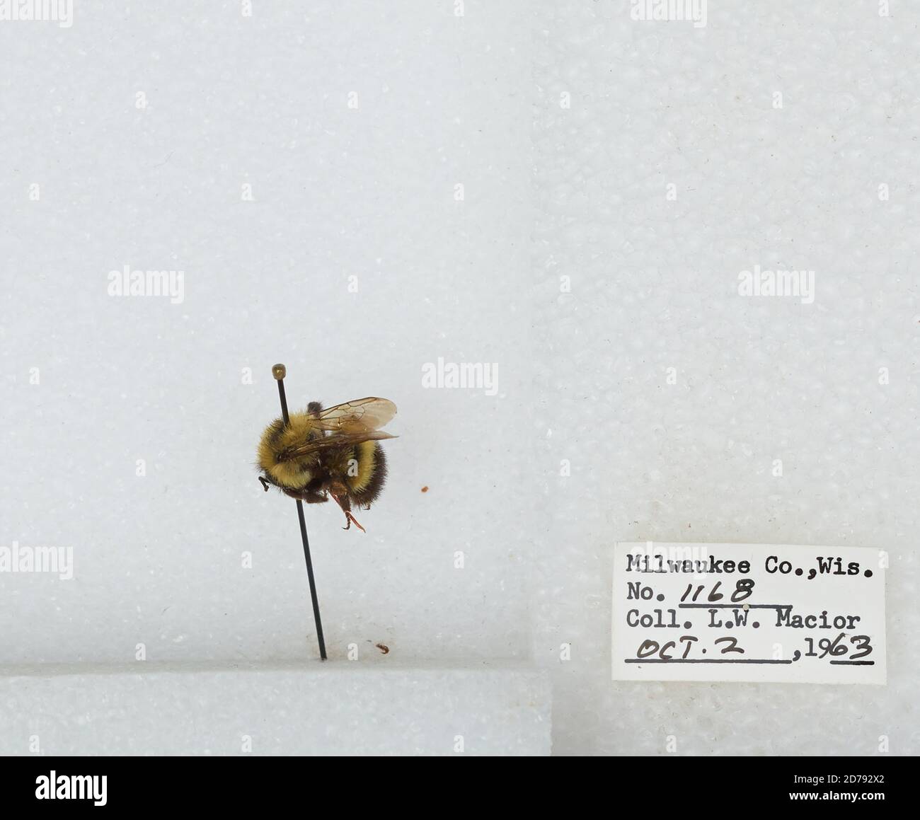 Milwaukee, Wisconsin, United States, Bombus (Bombus) affinis Cresson ...