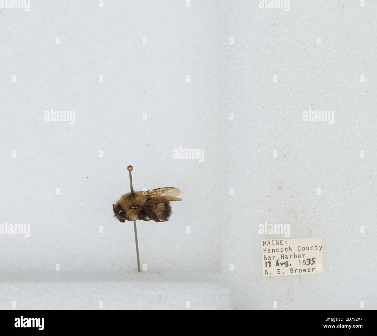 Bar Harbor, Hancock, Maine, United States, Bombus sp., Animalia ...