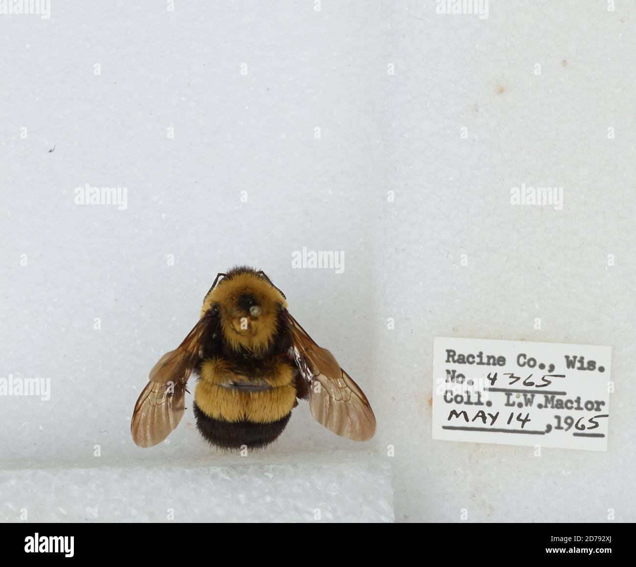Racine, Wisconsin, United States, Bombus (Bombus) affinis Cresson ...