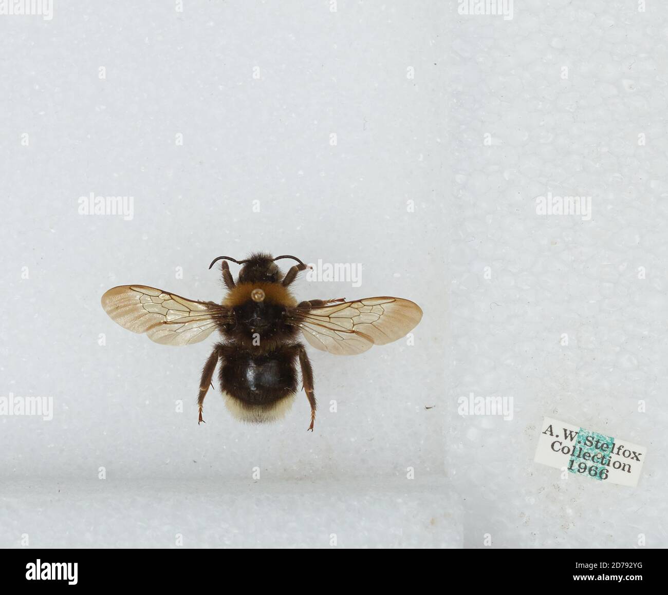 Bombus sp., Animalia, Arthropoda, Insecta, Hymenoptera, Apidae, Apinae ...