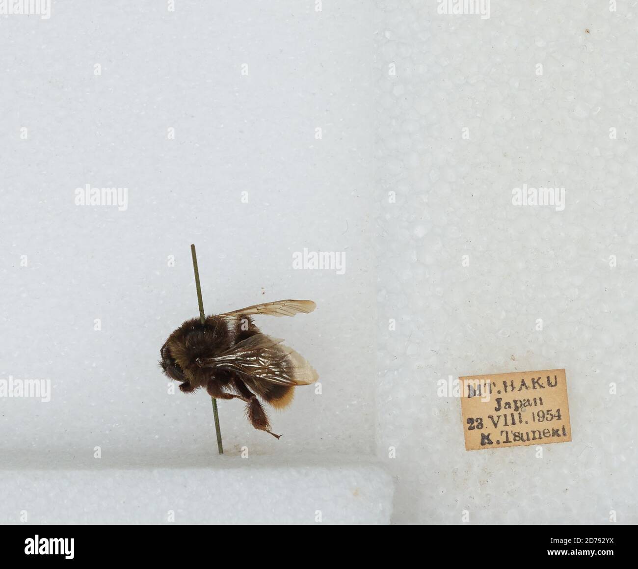 Mt. Haku, Japan, Bombus sp., Animalia, Arthropoda, Insecta, Hymenoptera ...