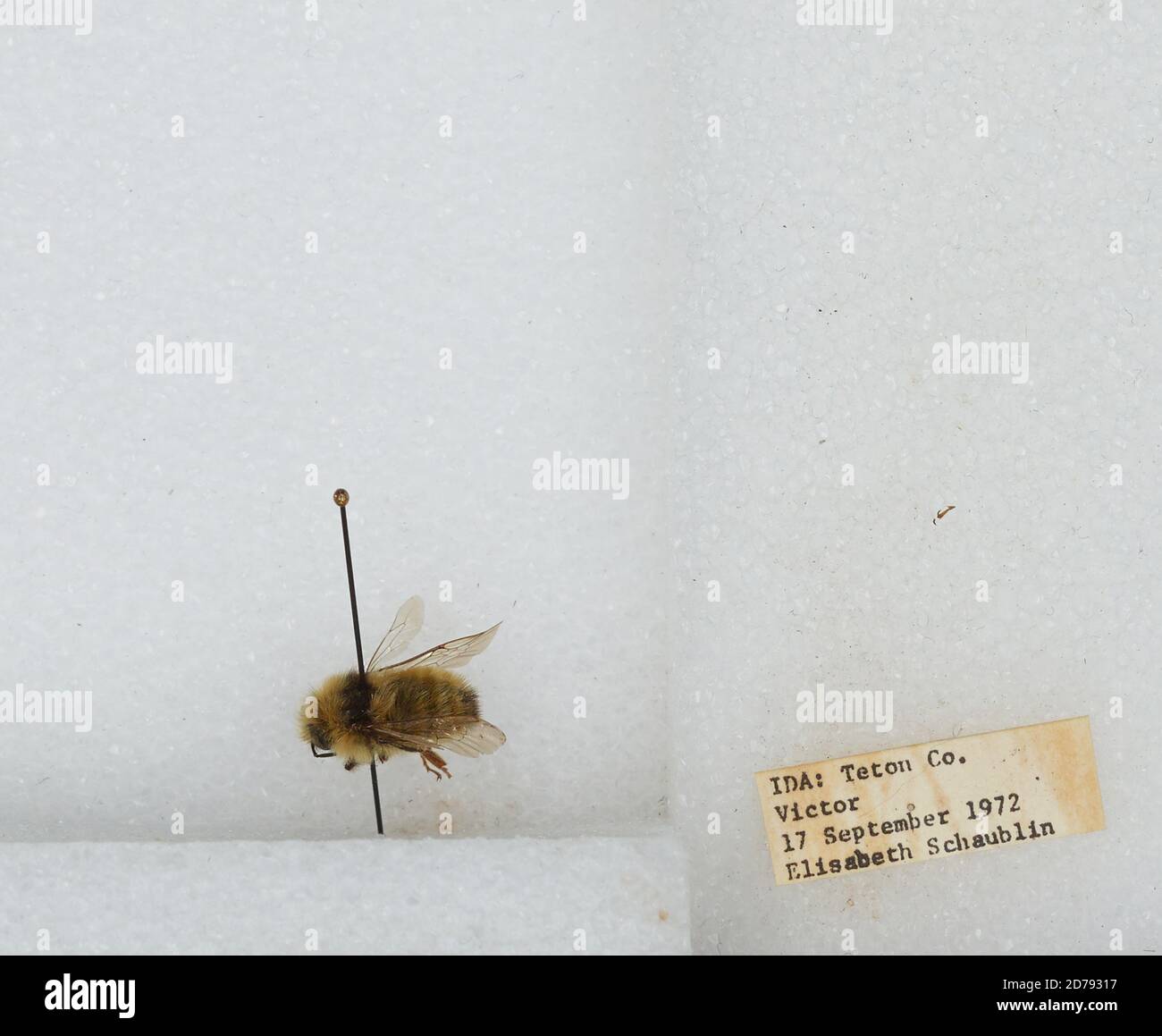 Victor, Teton, Idaho, United States, Bombus sp., Animalia, Arthropoda ...