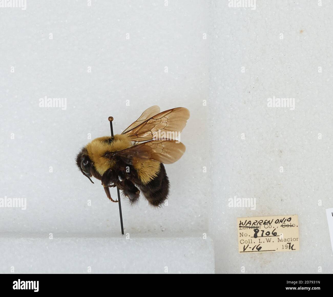 Warren, Ohio, United States, Bombus (Bombus) affinis Cresson, Animalia ...