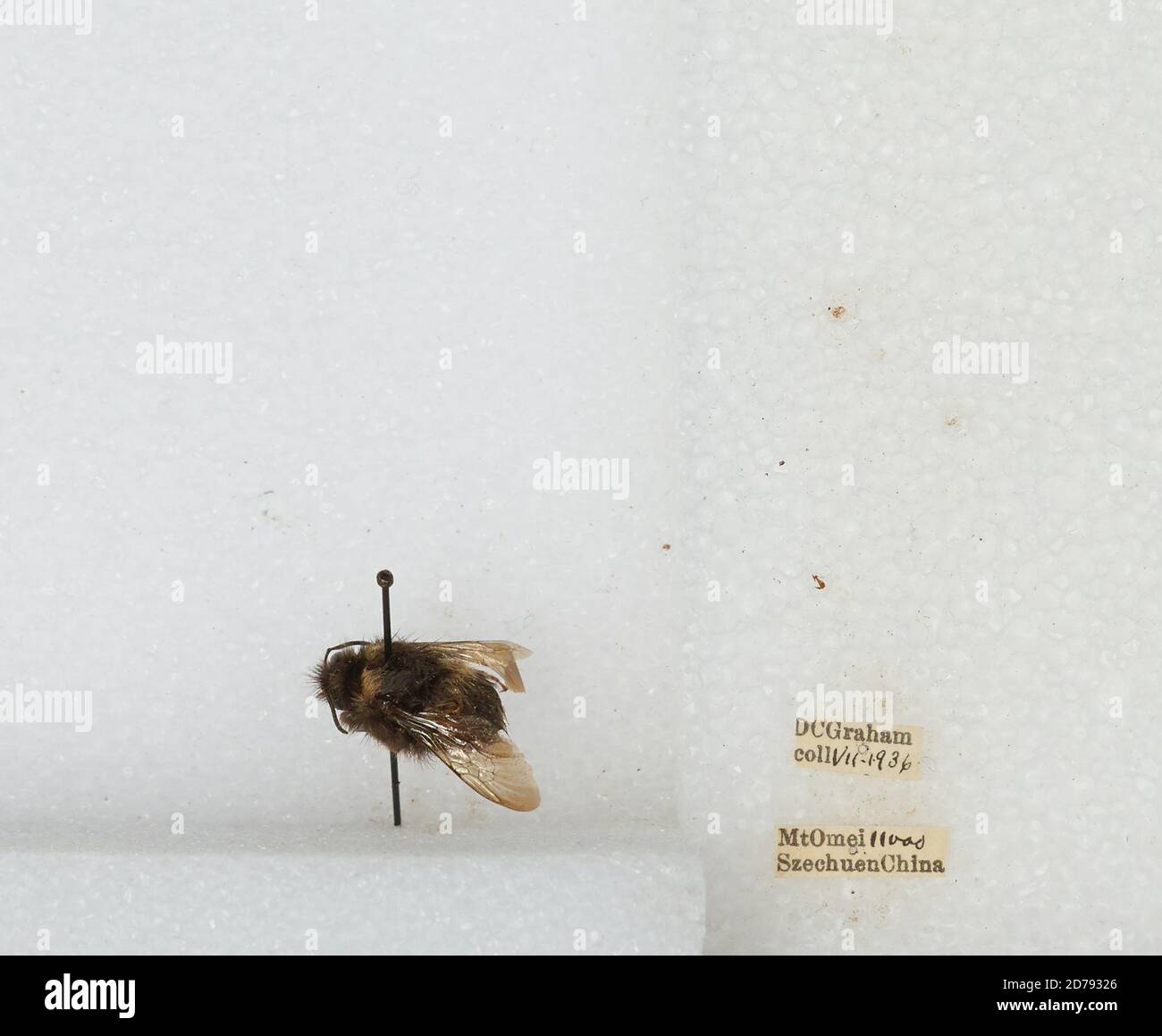 Mount Emei, Sichuan, China, Bombus sp., Animalia, Arthropoda, Insecta ...