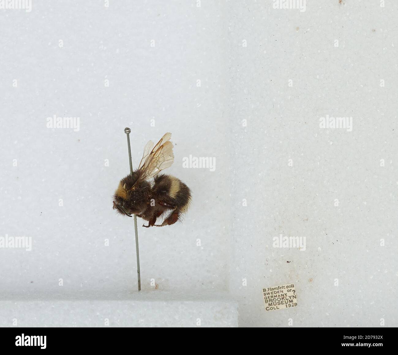 Sweden or Germany, Bombus sp., Animalia, Arthropoda, Insecta ...