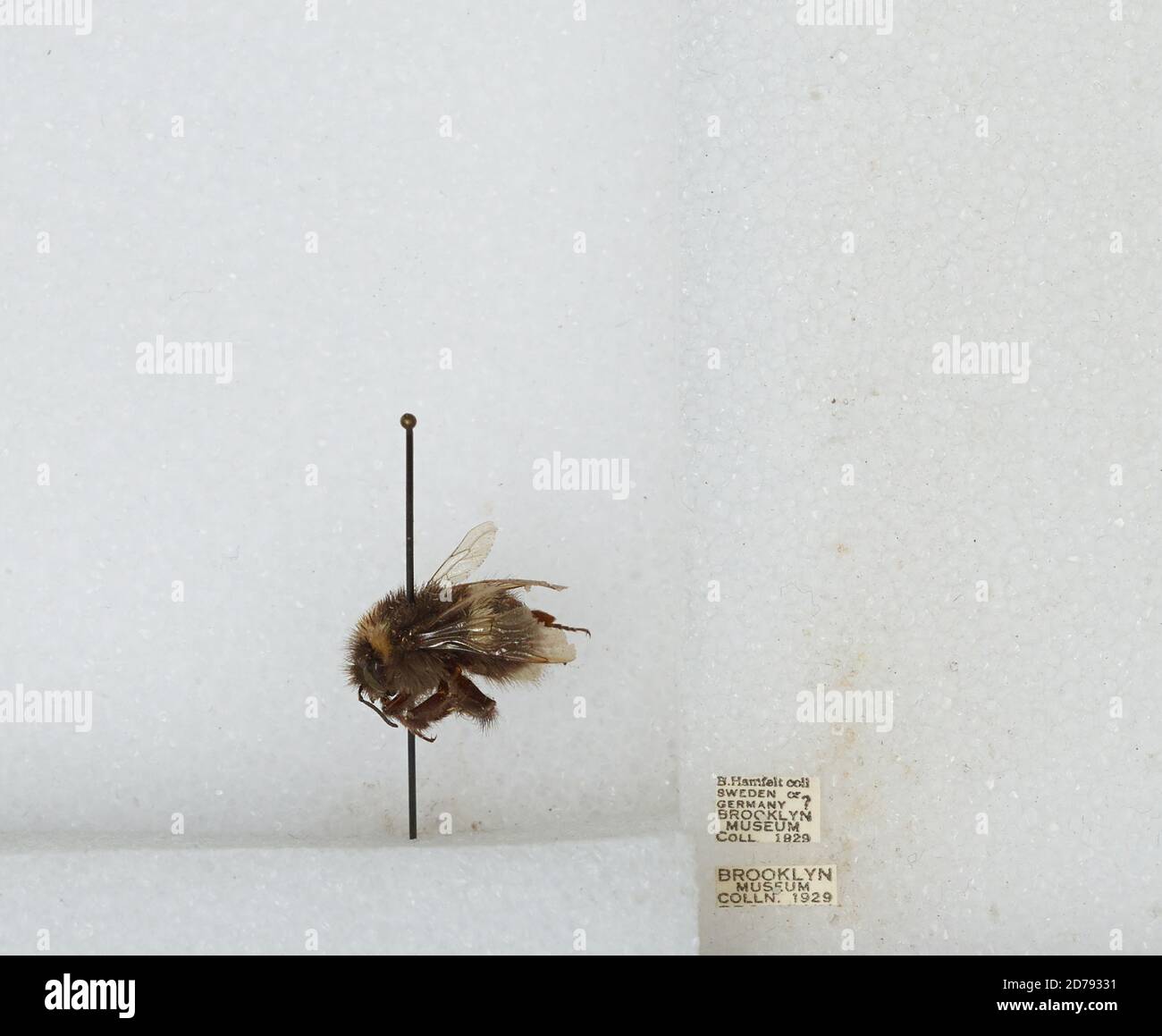 Sweden or Germany, Bombus sp., Animalia, Arthropoda, Insecta ...