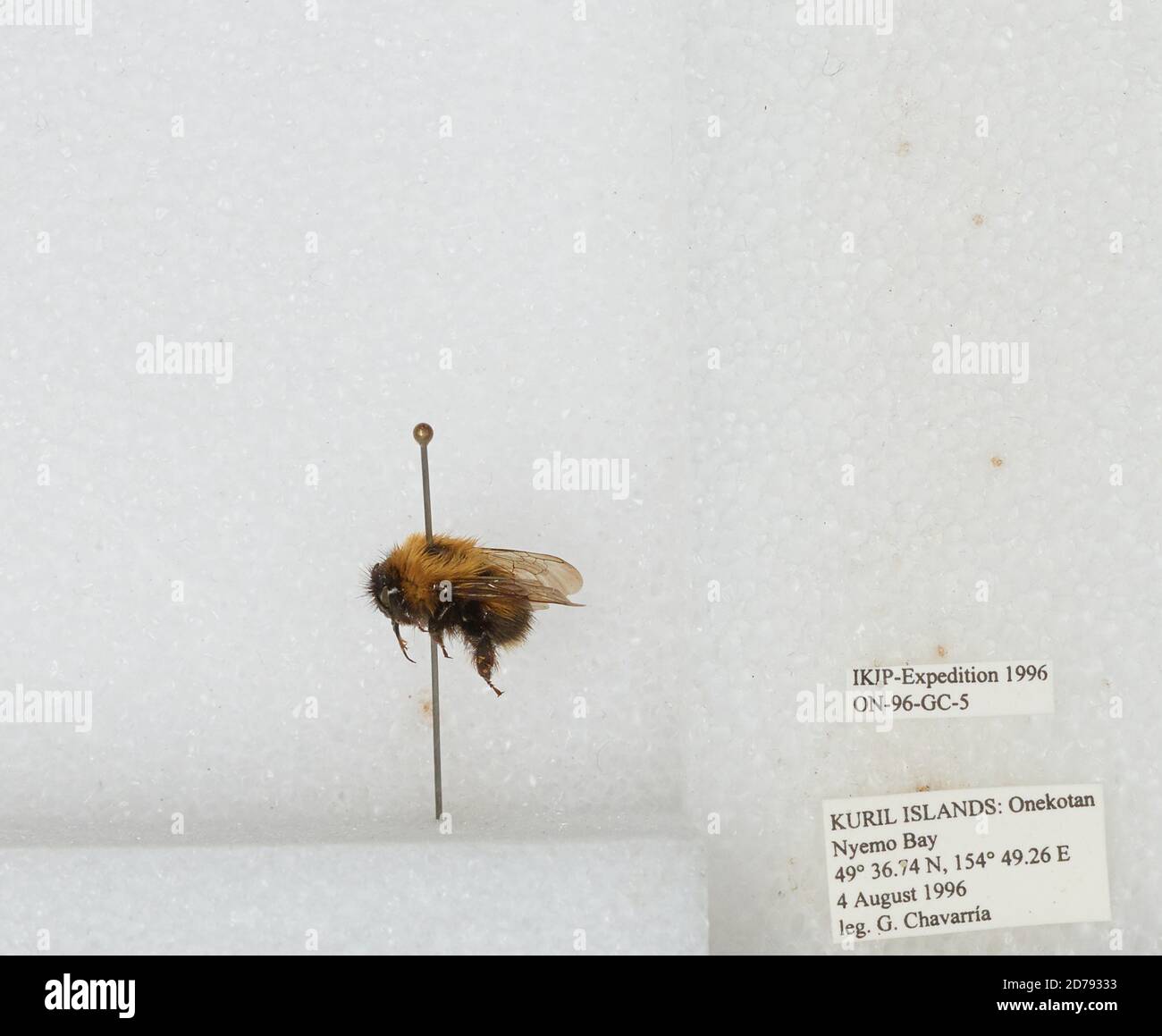 Onekotan Island, Nyemo Bay, Kuril Islands, Sakhalin, Russia, Bombus sp ...