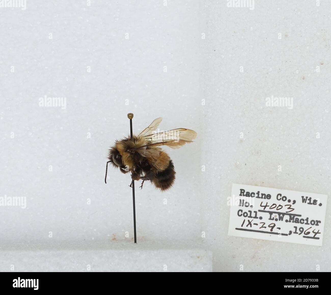 Racine, Wisconsin, United States, Bombus (Bombus) affinis Cresson ...