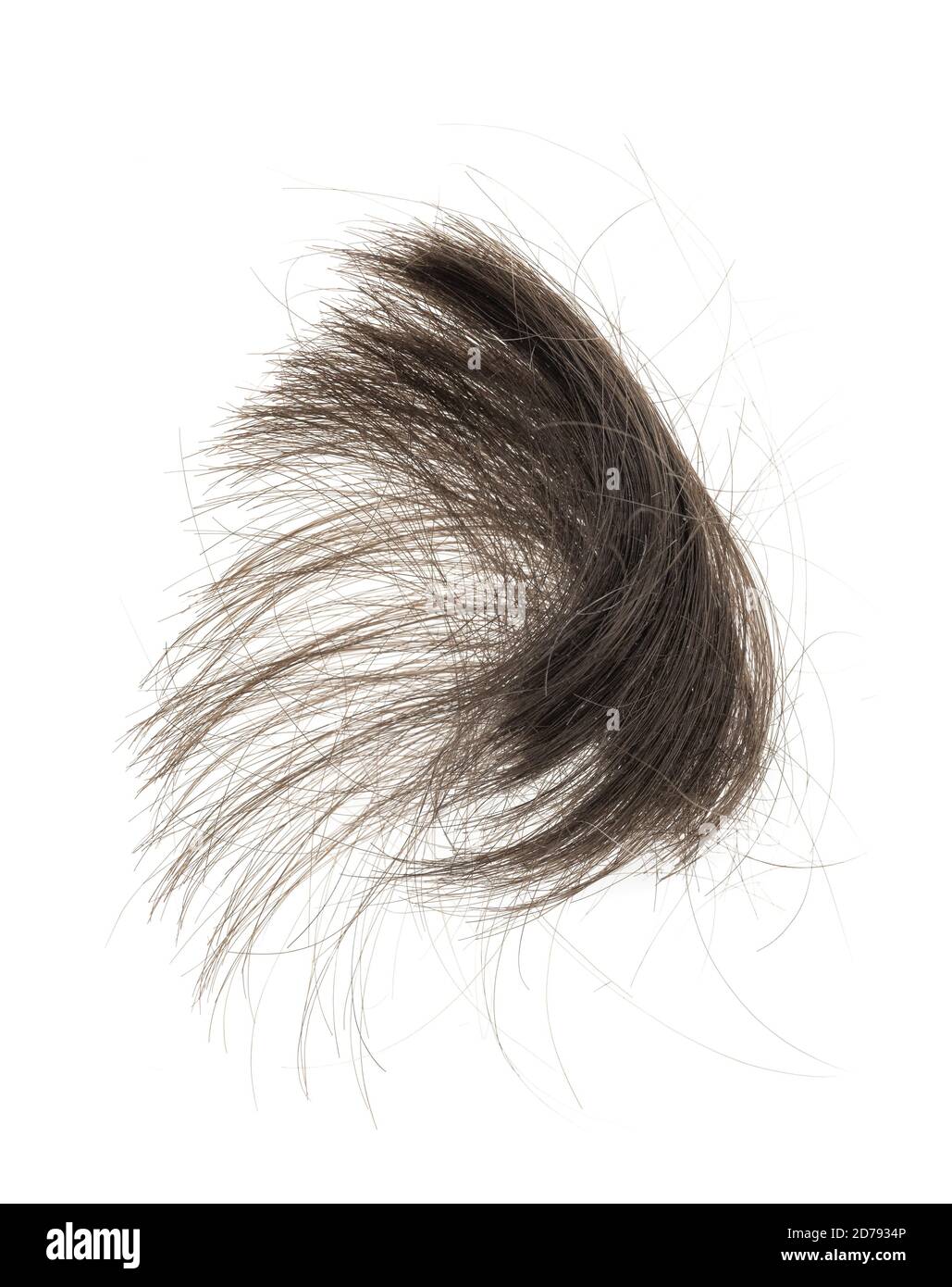 Hair bundle isolated on white background. tuft hair close-up Stock ...