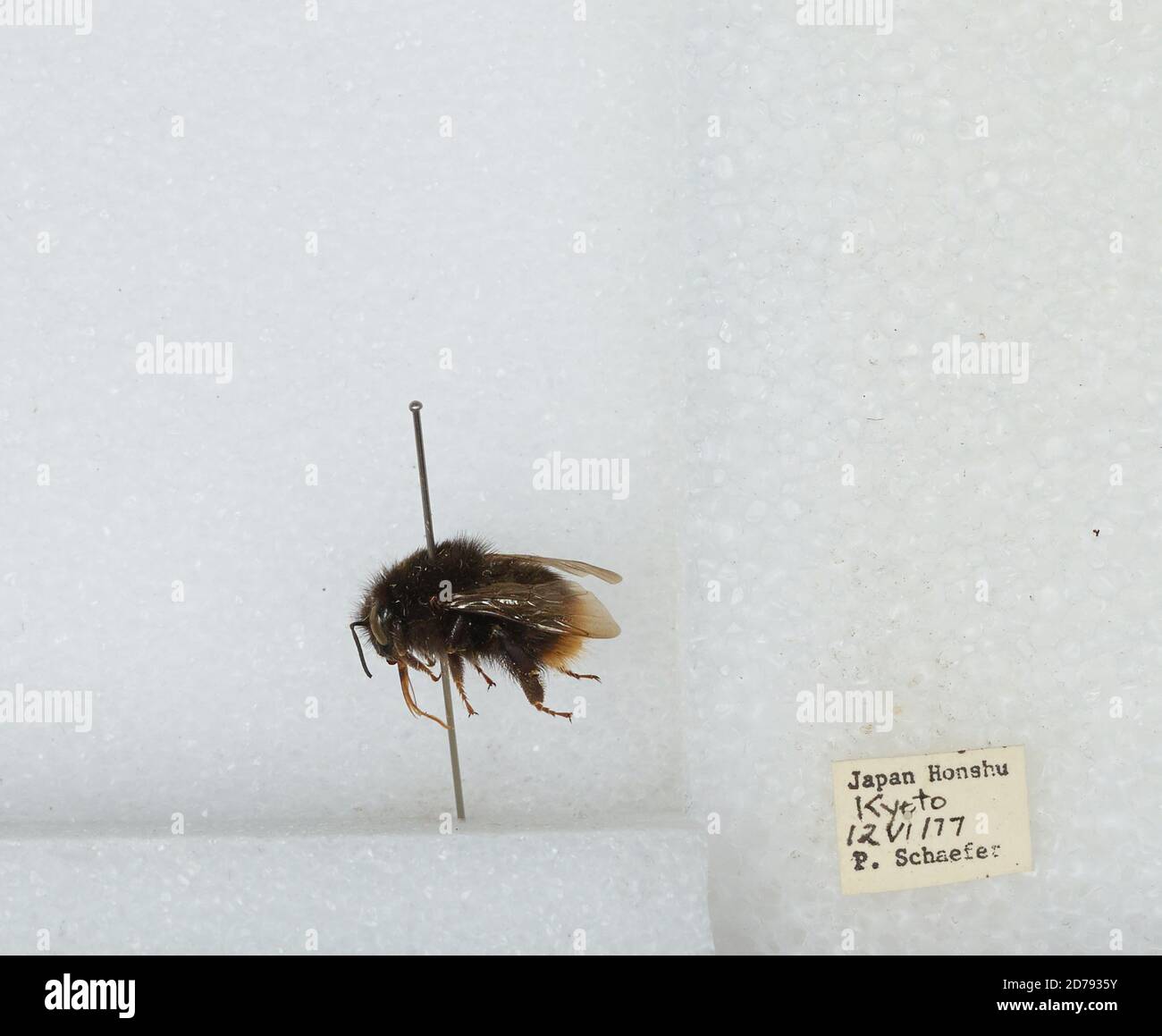 Kyoto, Honshu, Kyoto, Japan, Bombus sp., Animalia, Arthropoda, Insecta ...