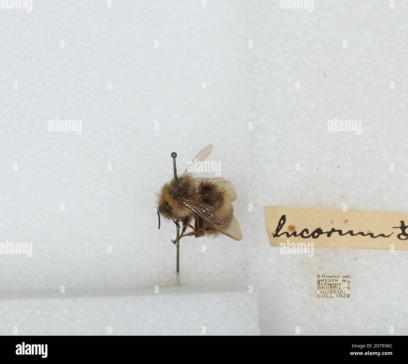 Sweden or Germany, Bombus sp., Animalia, Arthropoda, Insecta ...