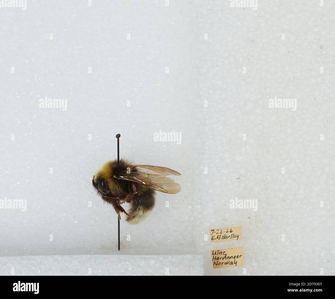 Utne, Hardanger, Hordaland, Norway, Bombus sp., Animalia, Arthropoda ...