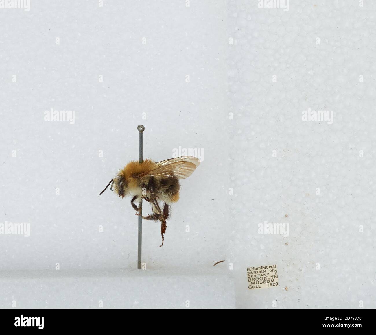 Sweden or Germany, Bombus sp., Animalia, Arthropoda, Insecta ...