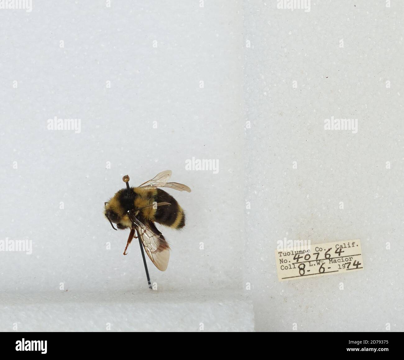Tuolumne, California, United States, Bombus bifarius nearcticus ...