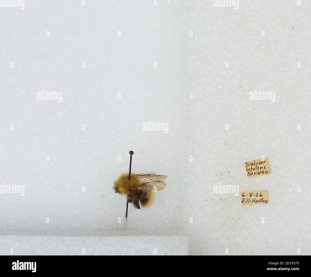 Suoluaer Lofotens, Nordland, Norway, Bombus sp., Animalia, Arthropoda ...