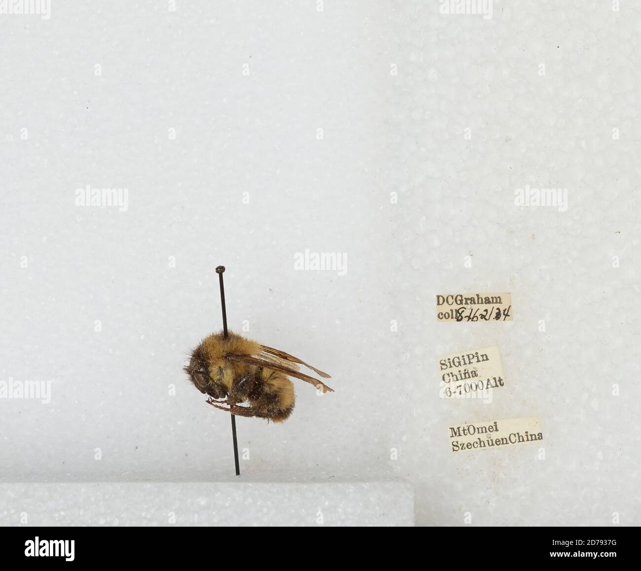 Si Gi Pin, Mt Emei, Sichuan, China, Bombus sp., Animalia, Arthropoda ...