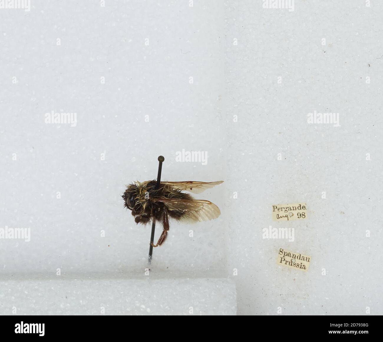 Spandau, Berlin, Germany, Bombus sp., Animalia, Arthropoda, Insecta ...