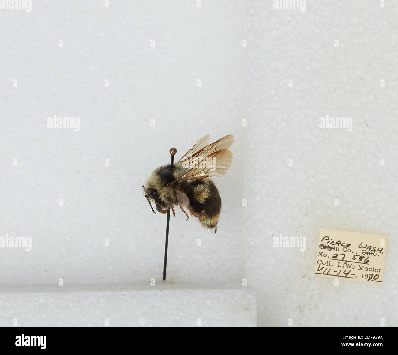 Pierce, Washington, United States, Bombus bifarius nearcticus, Animalia ...