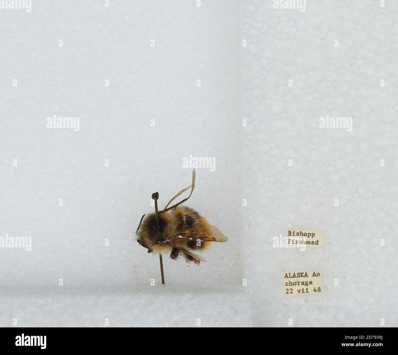 Anchorage, Alaska, United States, Bombus sp., Animalia, Arthropoda ...