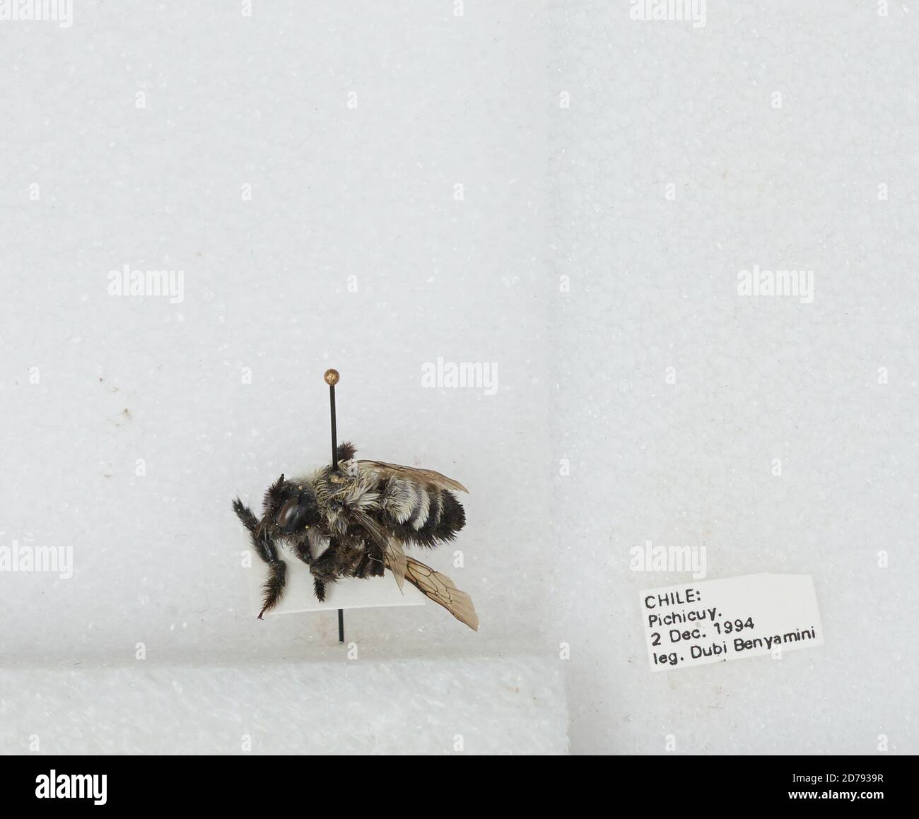 Pichicuy, Valparaiso, Chile, Bombus sp., Animalia, Arthropoda, Insecta ...