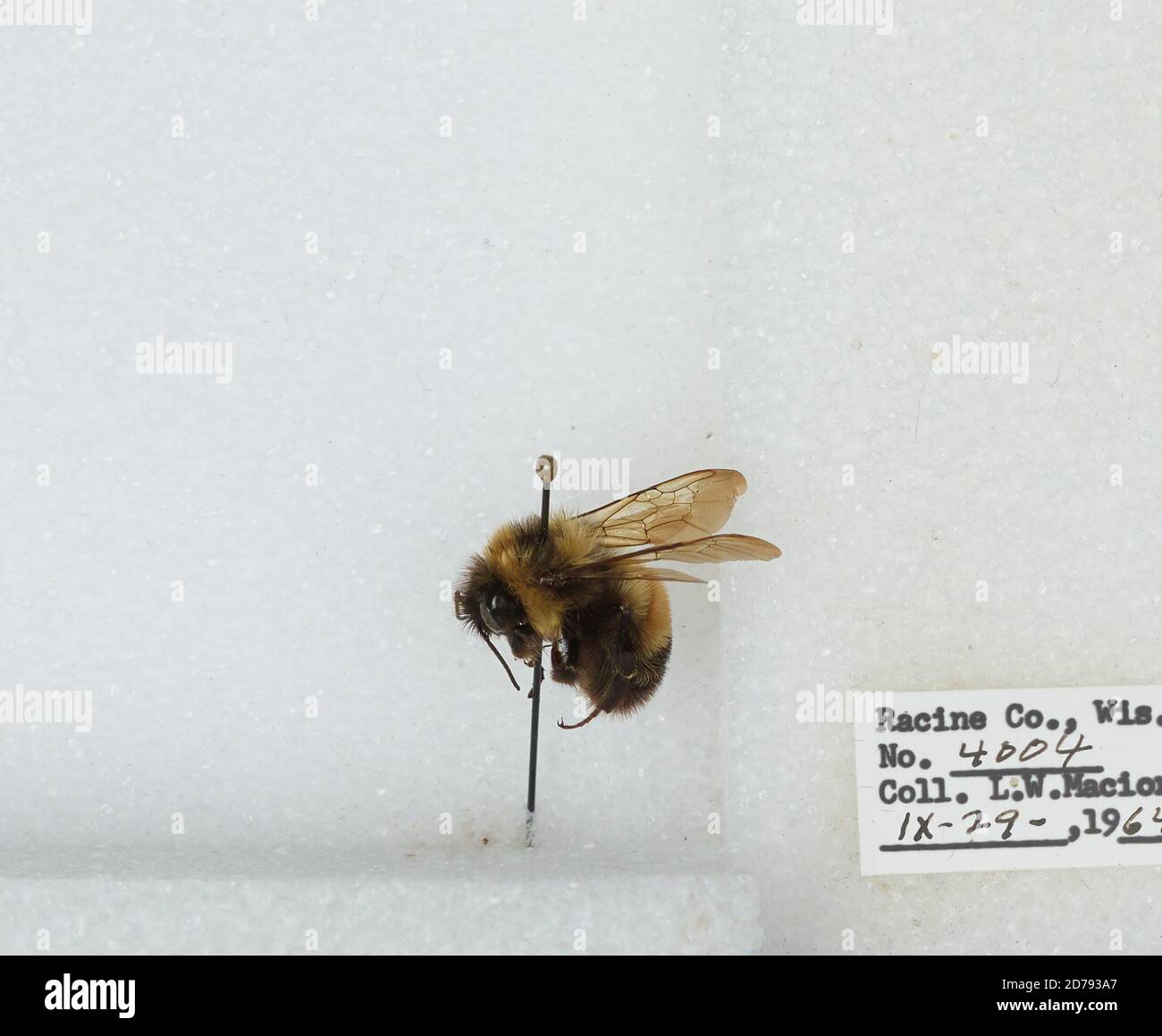 Racine, Wisconsin, United States, Bombus (Bombus) affinis Cresson ...