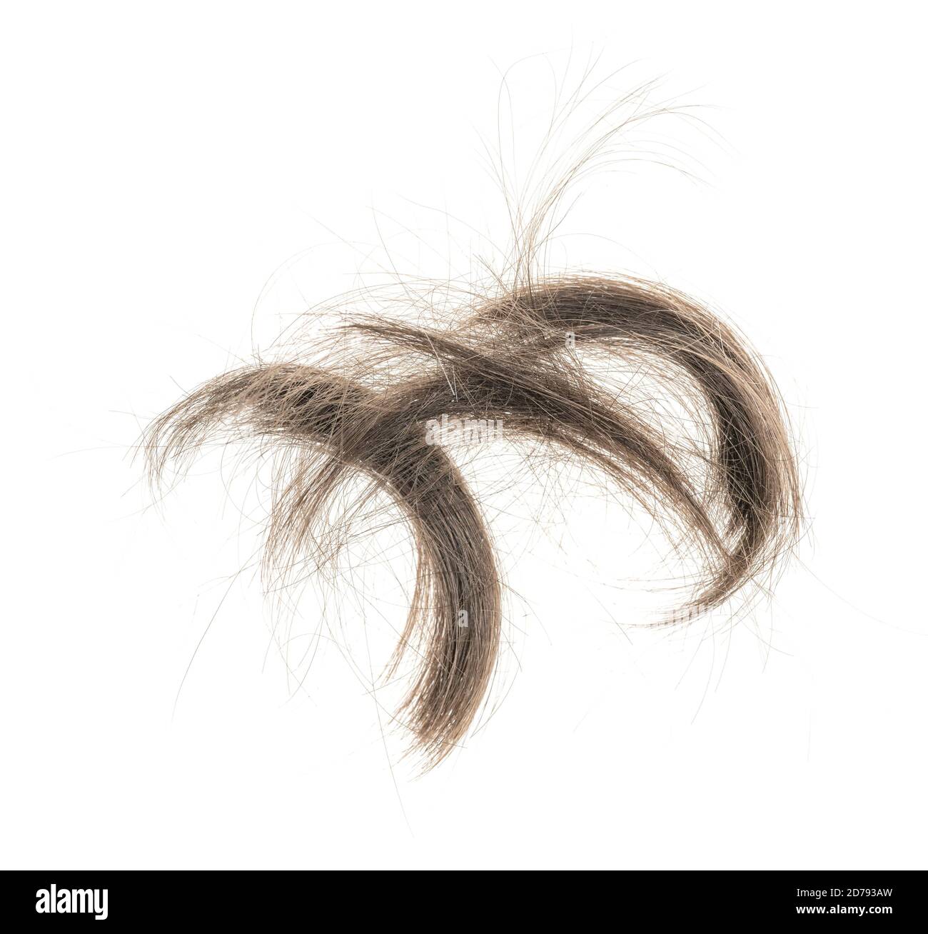 Hair bundle isolated on white background. tuft hair close-up Stock ...