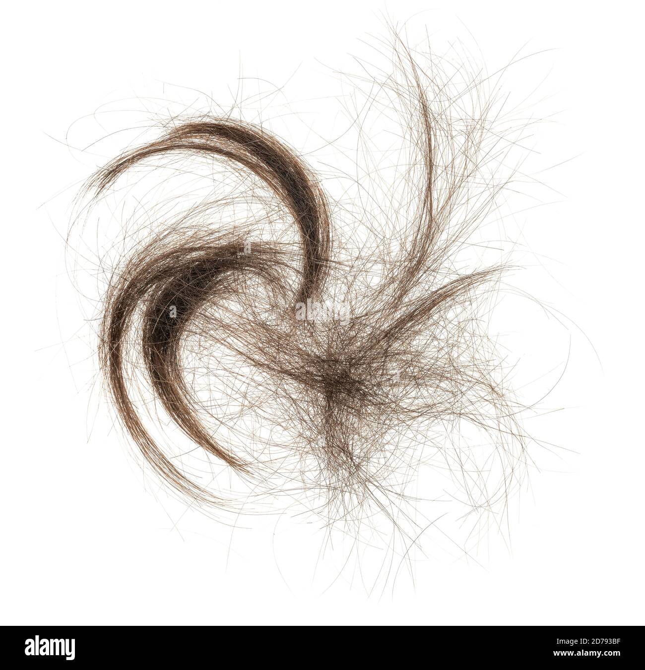 Hair bundle isolated on white background. tuft hair close-up Stock ...