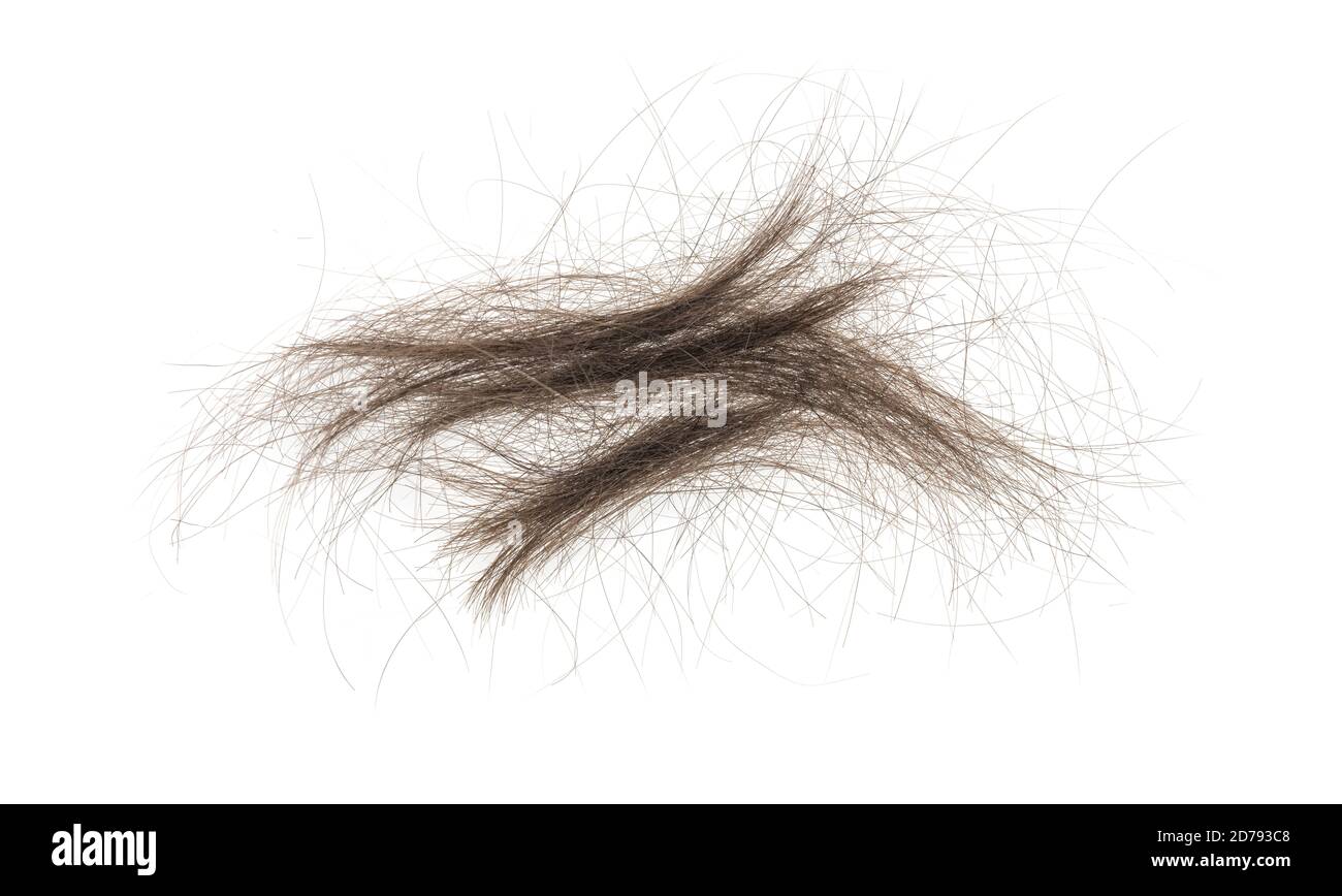 Hair bundle isolated on white background. tuft hair close-up Stock ...