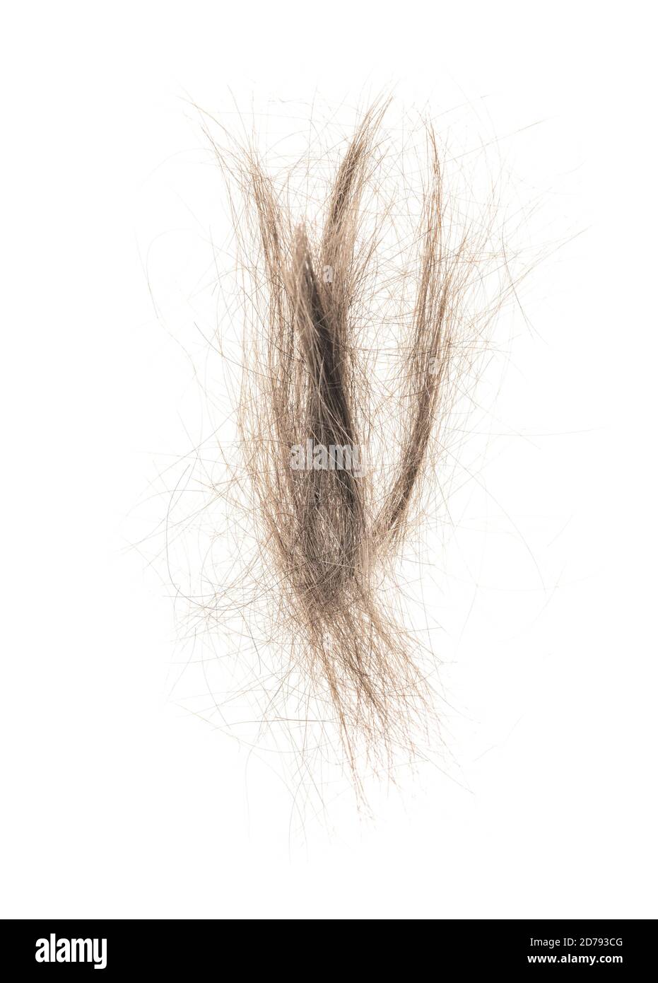 Hair bundle isolated on white background. tuft hair close-up Stock ...