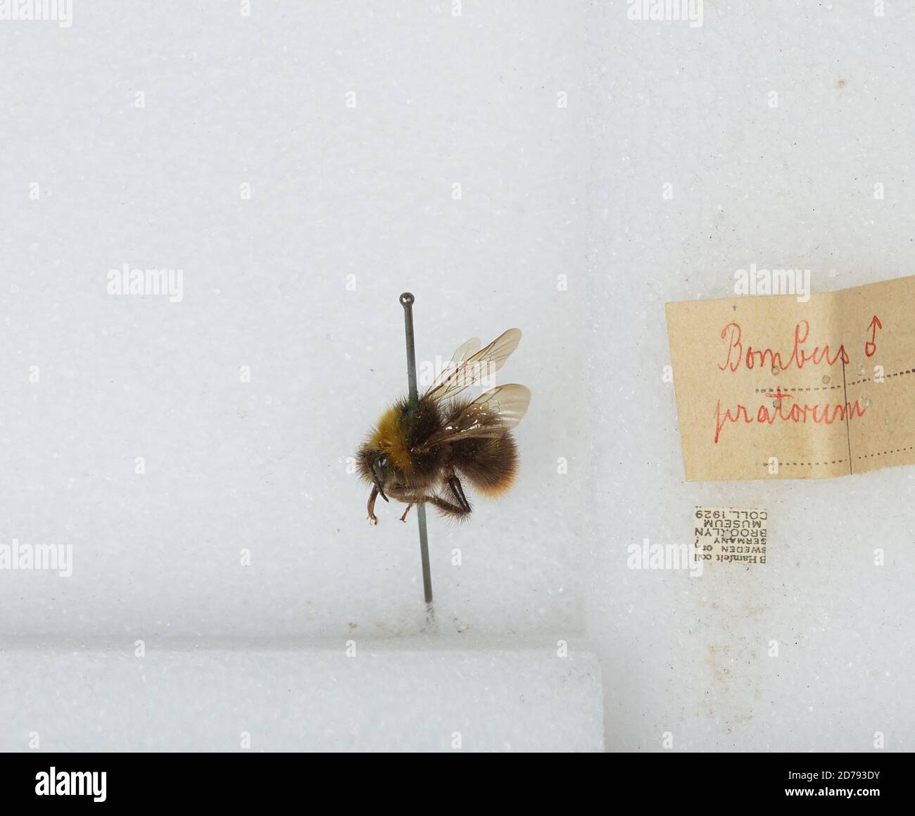 Sweden or Germany, Bombus sp., Animalia, Arthropoda, Insecta ...