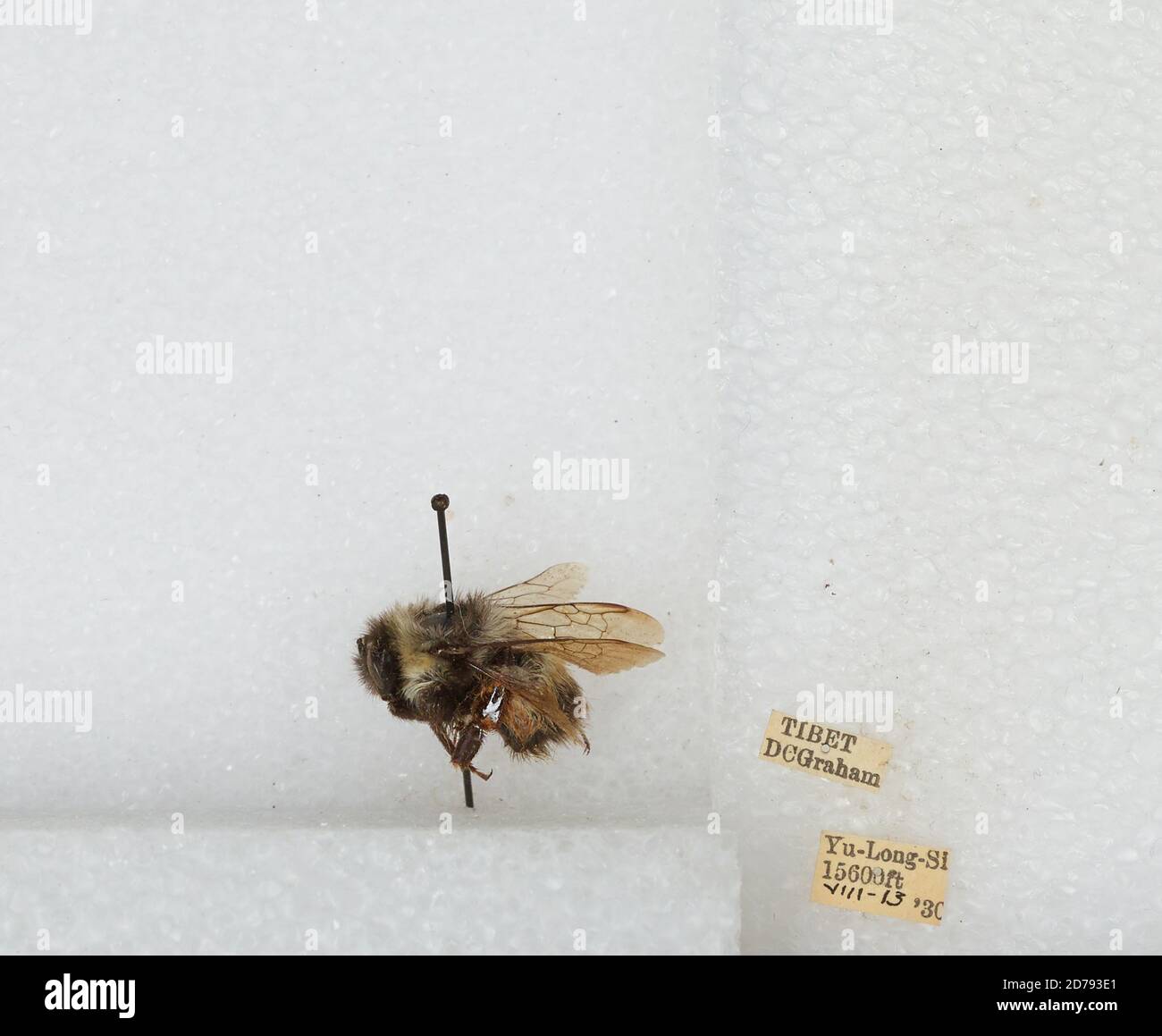 Yu-Long-Gong, Tibet Autonomous Region, China, Bombus sp., Animalia ...